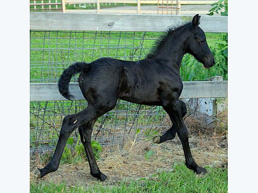 Friesian Filly