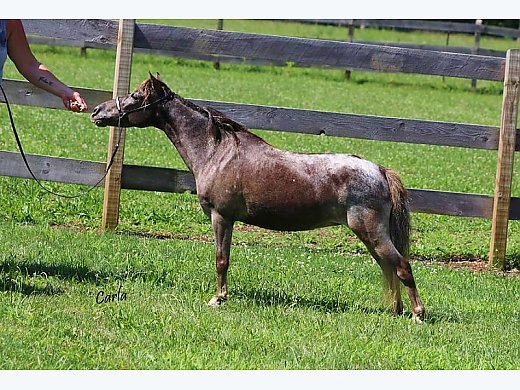 Miniature Appaloosa Mare