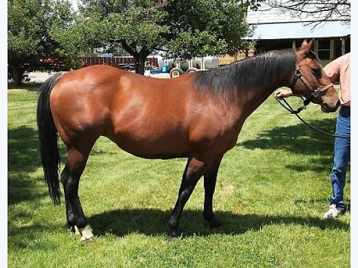 Beautiful 2006 Bay AQHA Mare