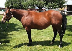 Beautiful 2006 Bay AQHA Mare