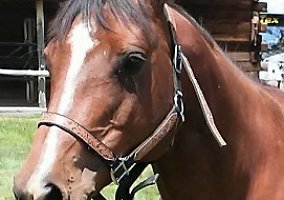 Beautiful 2006 Bay AQHA Mare