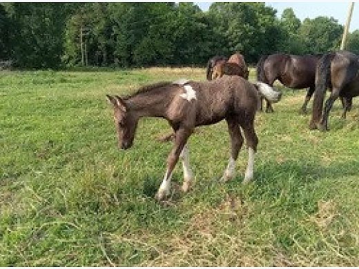 Gypsian Colt Kfps X Gvhs Cross
