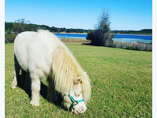 Miniature Pony