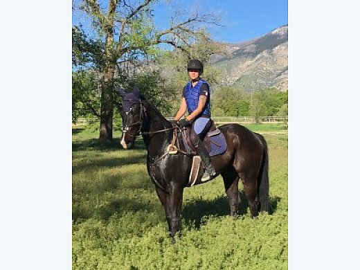 Lovely Calm Gelding Thorougbred Horse FOR Sale KID Safe Negotiable $5, 000