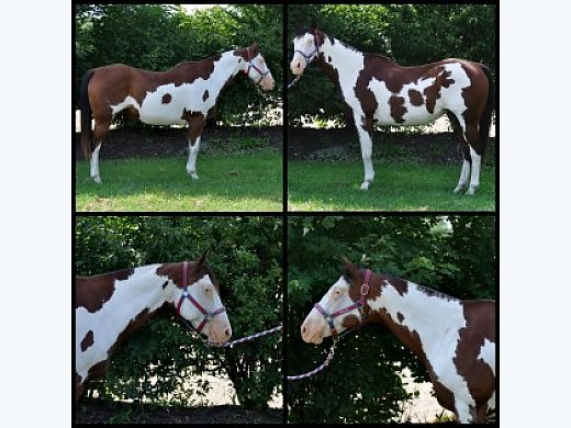 Beautiful Paint Mare! Does it all! Awesome Trail Horse!