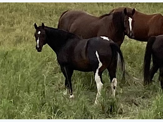 Registered Paint Mare