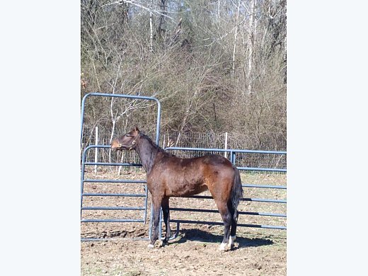 Standardbred Trotter