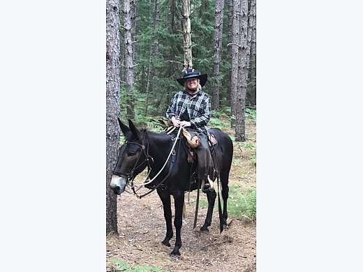 Amazing Gaited John Mule