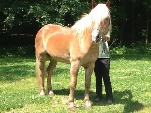 Registered Haflinger Gelding