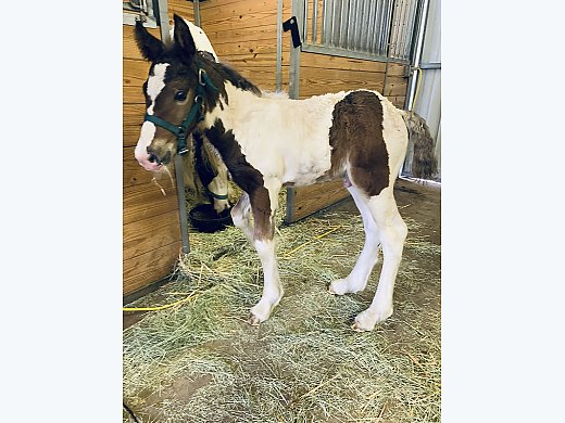 Gypsy Vanner Colt 2019