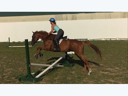 OTTB 2007 Chestnut Catastros