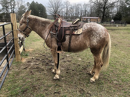 red Roan Mammoth Molly Mule
