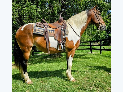 Gorgeous Spotted Draft