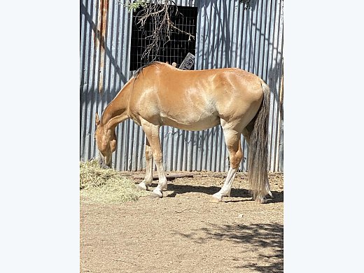 Horse for Sale