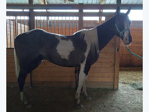 Beautiful Paint Mare