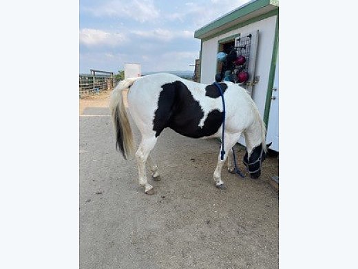 2016 Black & White APHA Gelding