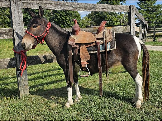 38" Paint Mini Mule