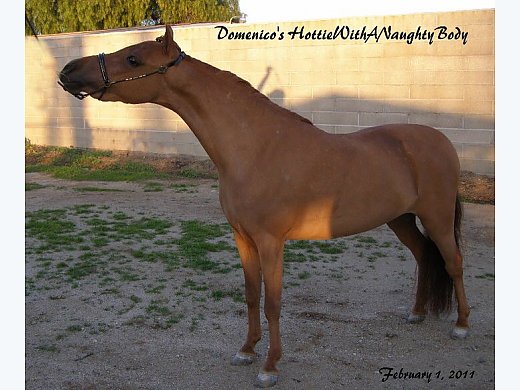 AMHR Miniature Mare