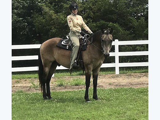 Beautiful Buckskin Morgan