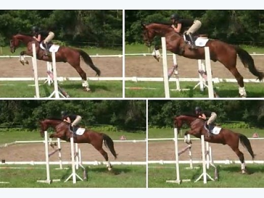 FS: Fancy CDN Sport Horse
