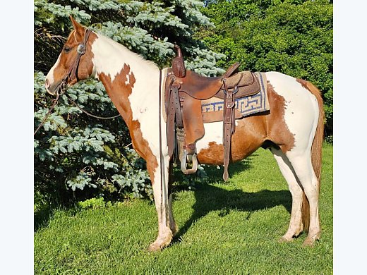 Gorgeous Tobiano Paint Gelding