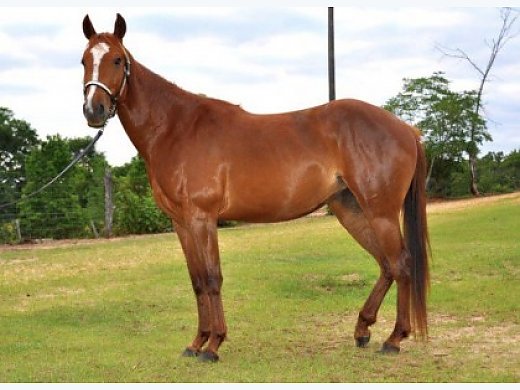 9YO Appendix Mare