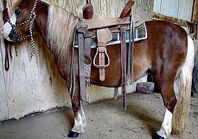 Gorgeous 11 Hand Pony Mare