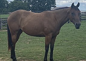 Registered QH Mare