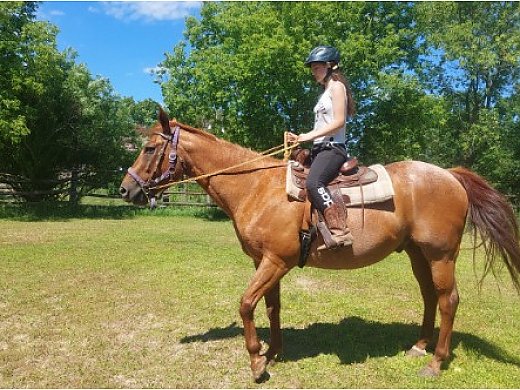 Roan Gelding