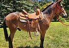 Horses for Sale in Ohio - FREE Ads