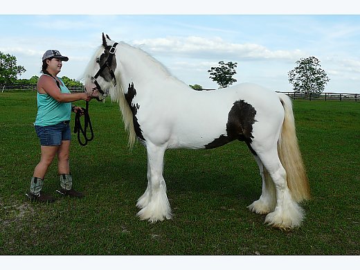 Silver Dapple Stallion, Broke