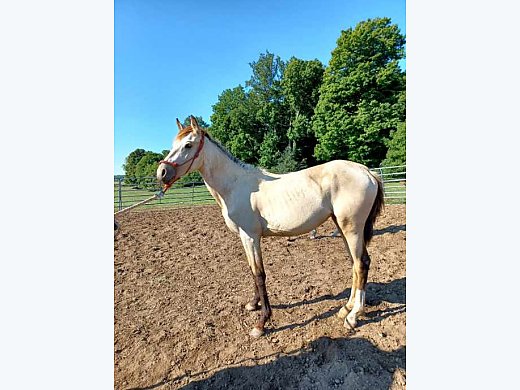 Cheyenne Warrior Woman