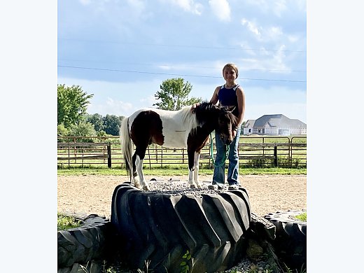 Gelding Pony