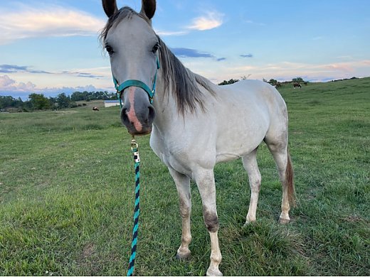 Grey Registered Tennessee Walker