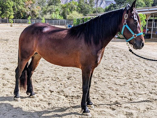 QH/Friesian Mare