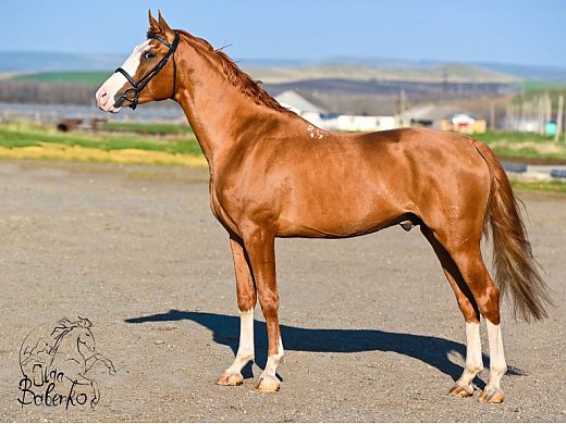 TOP Quality Budjonny Stallion