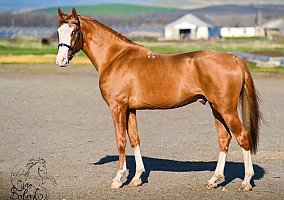 TOP Quality Budjonny Stallion