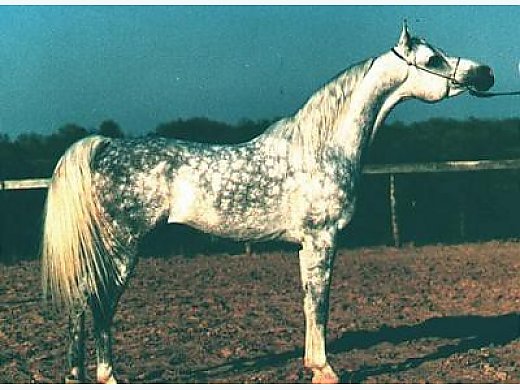 Ruminaja Ali top/btm EG Bred & Aladdin