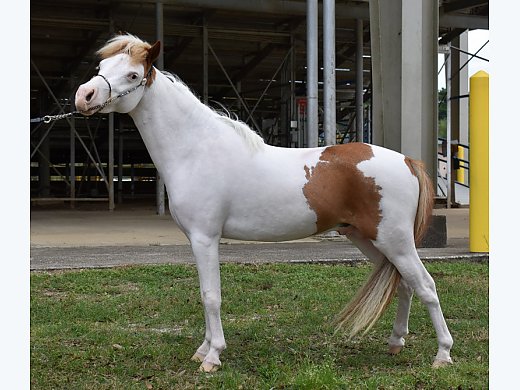 A/R Pinto Stallion