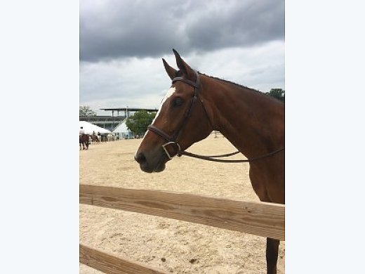 Stunning, big Bodied, 16.3 H, Appendix, Gelding for Sale.