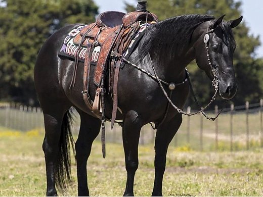 Black Mare Is Still Available
