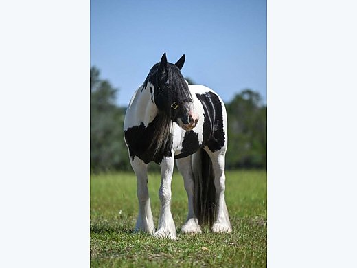 Flashy Gypsy Vanner Mare