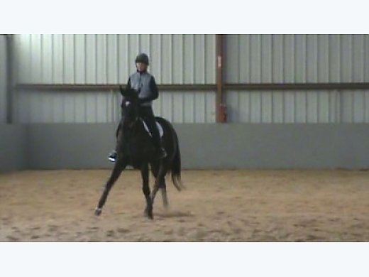 Stunning 6 Year Old Appendix Mare For Sale