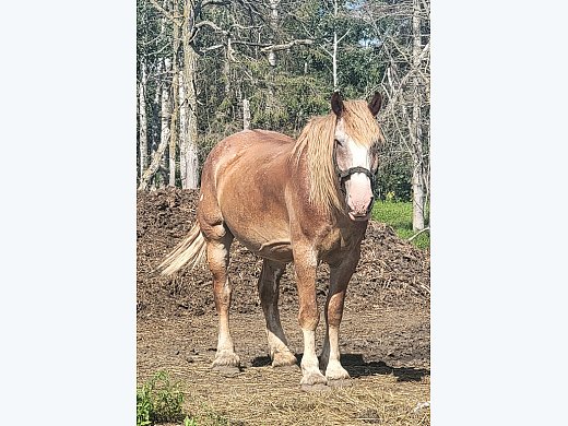Belgian Gelding