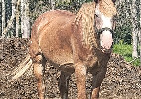 Belgian Gelding