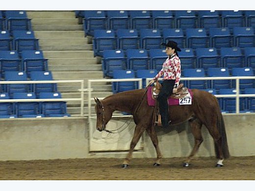 Finished All Around Horse