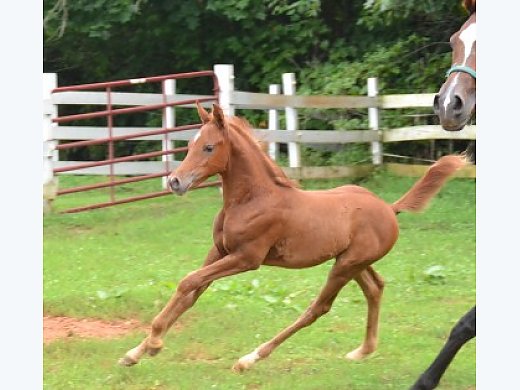 Arabian, Straight Egyptian Colt