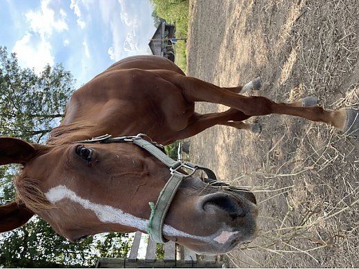 Infoal Appendix Mare