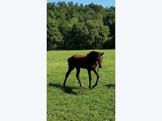 Thoroughbred Filly