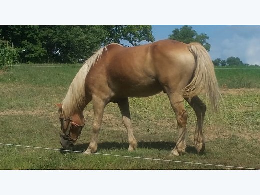 Registered Haflinger Gelding